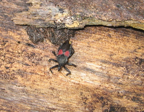 Bee-killer Bug | Project Noah