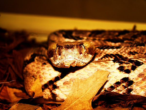 Canebrake Rattlesnake | Project Noah