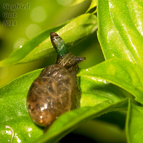 Green-banded Broodsac infecting a snail | Project Noah