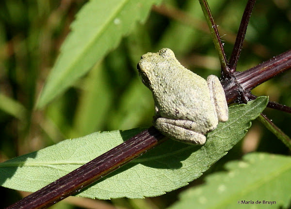 Cope's Gray Tree Frog | Project Noah