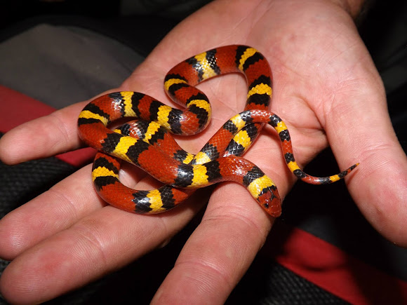 Scarlet Kingsnake | Project Noah
