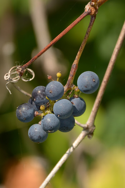 Concord Grapes | Project Noah