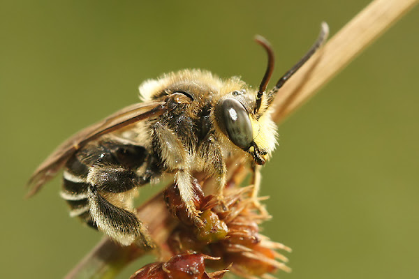 Macropis europaea | Project Noah