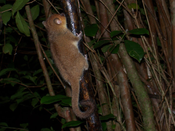 Brown mouse lemur | Project Noah