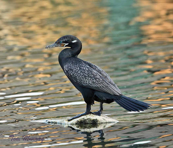 Neotropic Cormorant | Project Noah