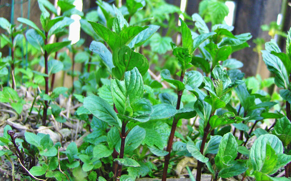 Peppermint/Poprova meta | Project Noah