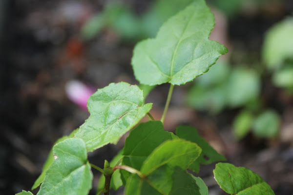 Red maple seedling | Project Noah