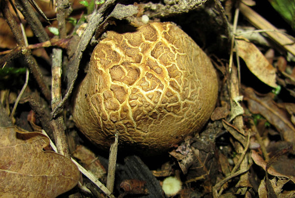 Pigskin Poison Puffball | Project Noah
