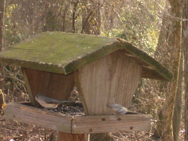 Tufted Titmouse | Project Noah