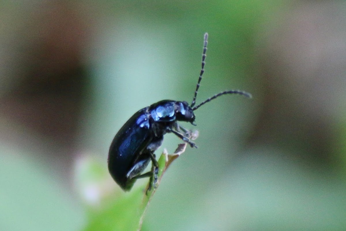 Metallic Flea beetle | Project Noah