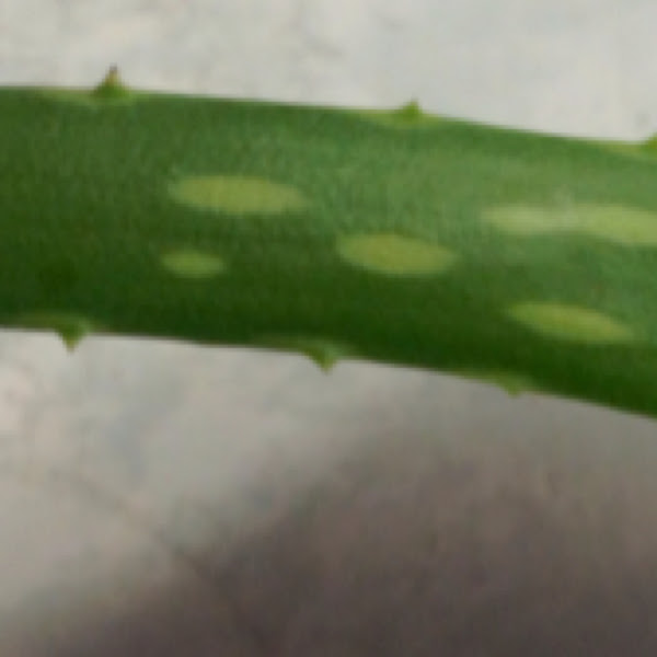 Aloe Vera | Project Noah