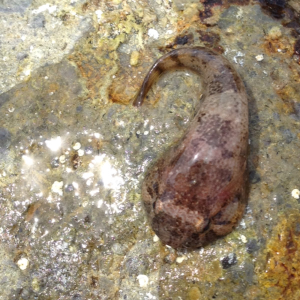 Cling fish | Project Noah