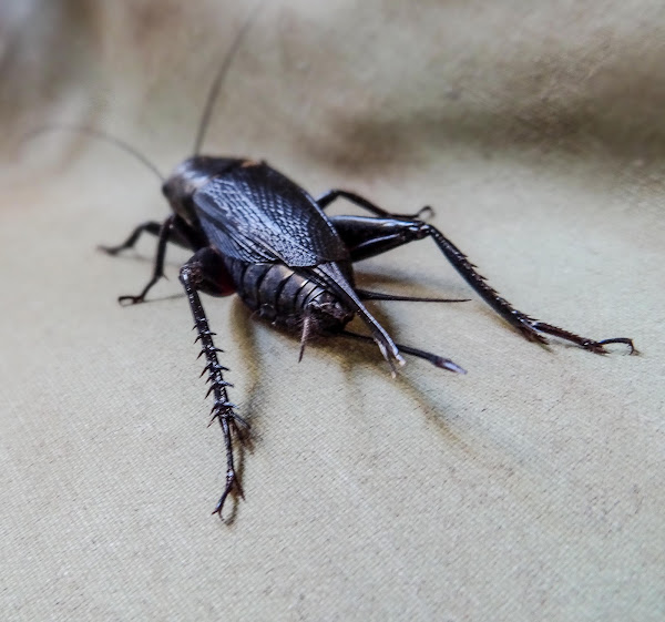 Black field Cricket (female) | Project Noah