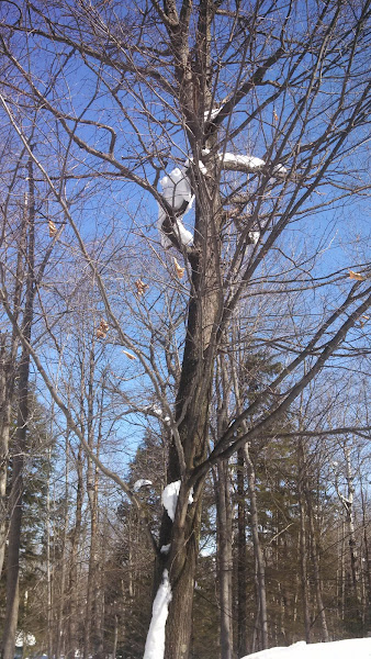 Oak Tree | Project Noah