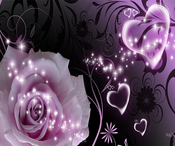 Lila rose wallpaper - Imagui