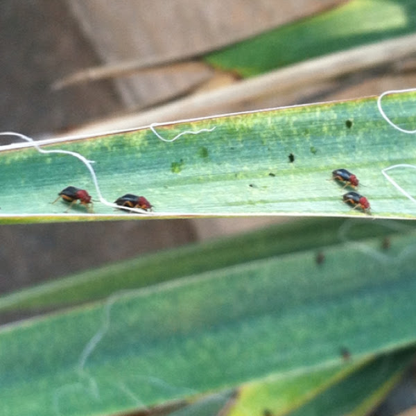 Yucca plant bug | Project Noah