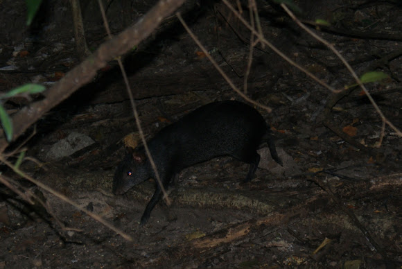 Guaqueque | Project Noah