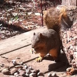 Fox Squirrel | Project Noah