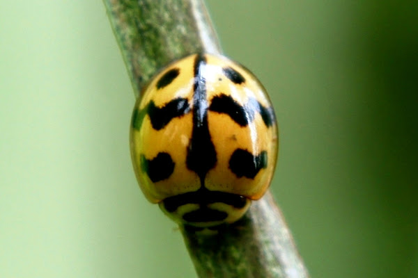 Indian Wave Striped Ladybug | Project Noah