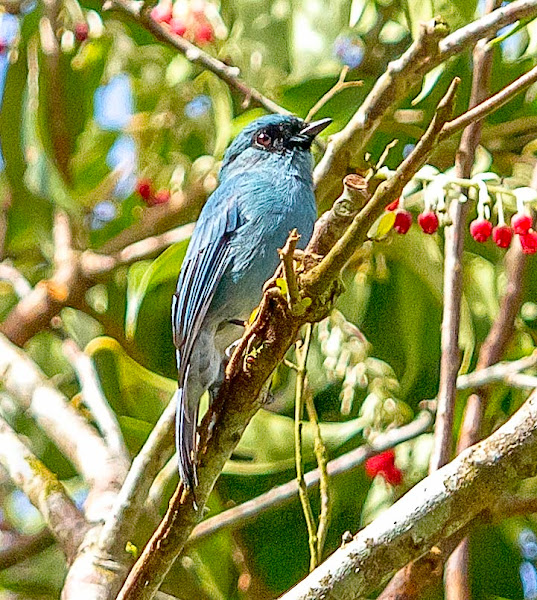 Mountain Verditer Flycatcher | Project Noah