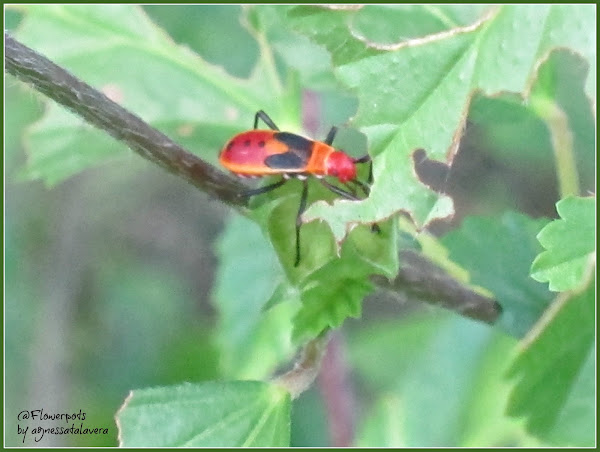 Cotton Stainer Bug (Nymph) | Project Noah