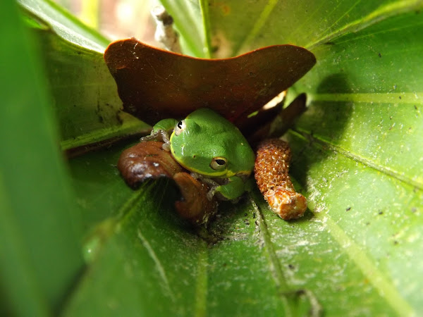 Squirrel Tree Frog | Project Noah