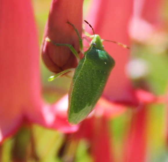 Green Vegetable Bug | Project Noah