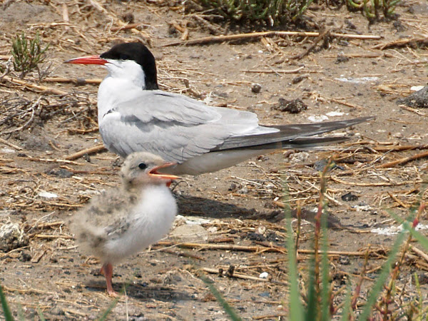 Common Tern and chicks | Project Noah