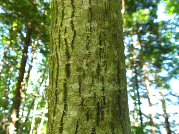 Moose Maple | Project Noah