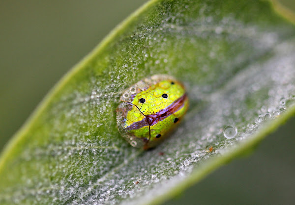 Tortoise Beetle | Project Noah