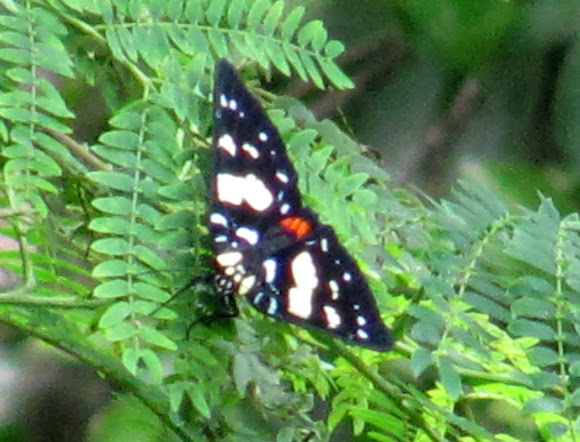 Day flying moth | Project Noah