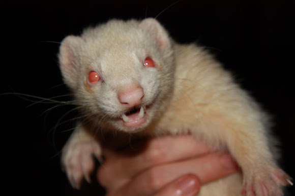 Albino Ferret | Project Noah