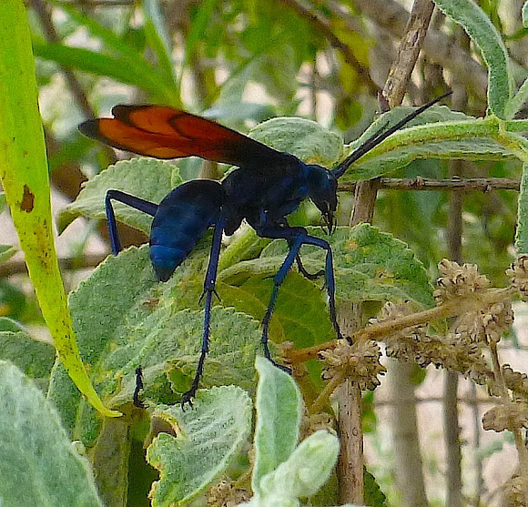 Giant Tarantula Hawk Wasp | Project Noah
