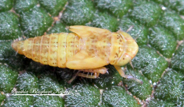 Leafhopper nymph | Project Noah