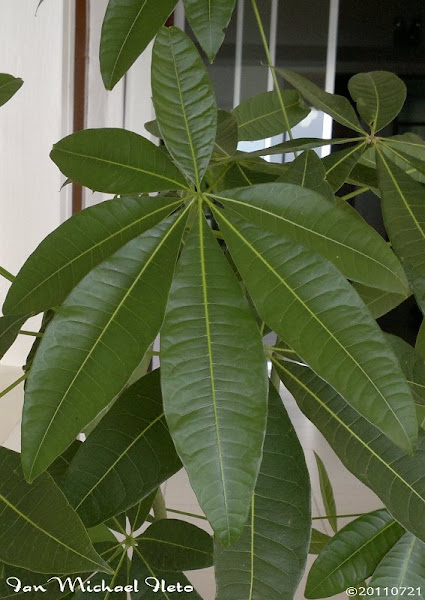 Malabar chestnut | Project Noah