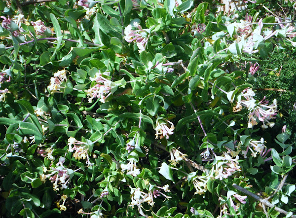 Evergreen Honeysuckle | Project Noah