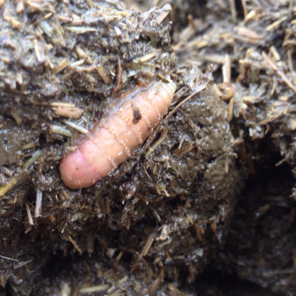 Botfly Larvae | Project Noah