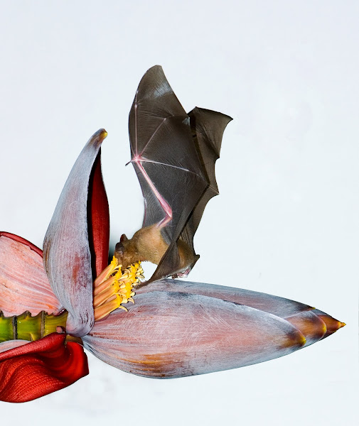 Fruit Bat | Project Noah