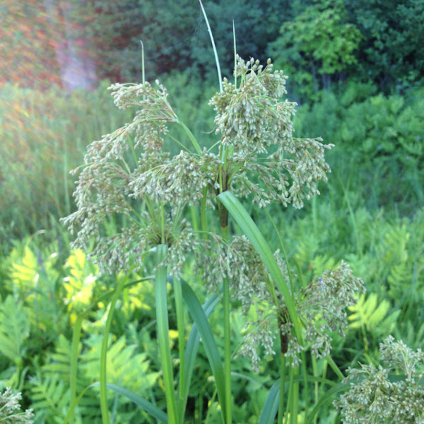 Bulrush | Project Noah