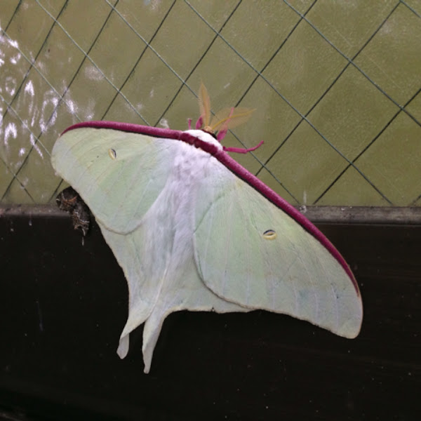 Japanese Moon Moth | Project Noah