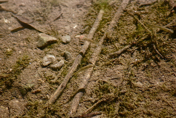 minnow? baby fish? | Project Noah