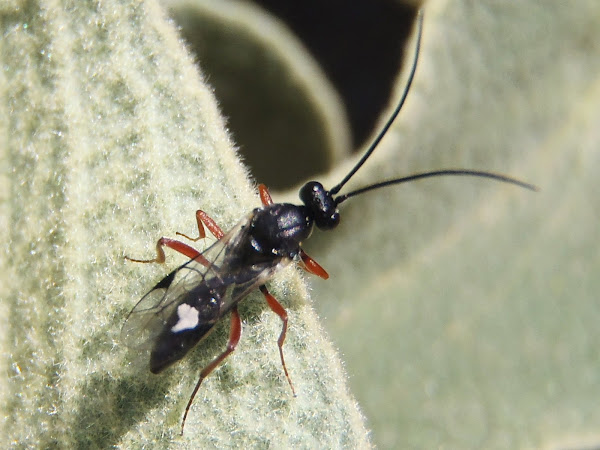 Black Slip Wasp. Avispa negra | Project Noah