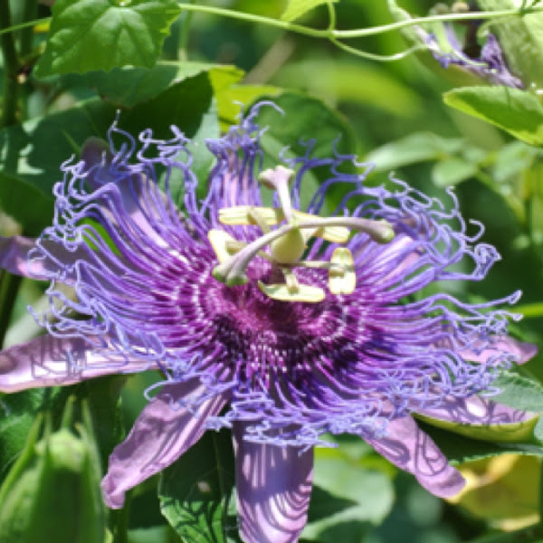 Edible and Medicinal Plants of Colombia | Project Noah