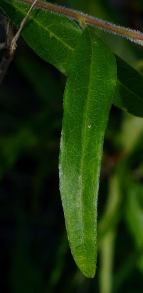 Common Apple-berry | Project Noah