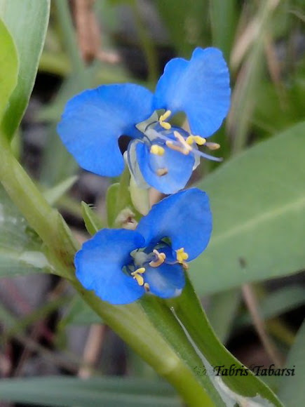 [S] Climbing Dayflower, Spreading Dayflower | Project Noah