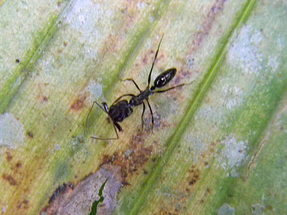 trap-jaw ant | Project Noah