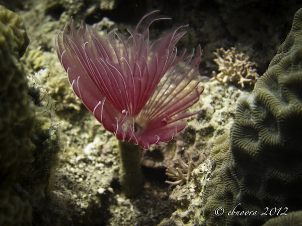 Feather duster worm | Project Noah
