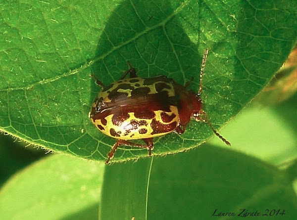 Calligraphy Leaf Beetle | Project Noah