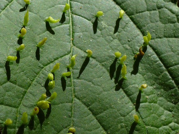 Maple Spindle Gall | Project Noah