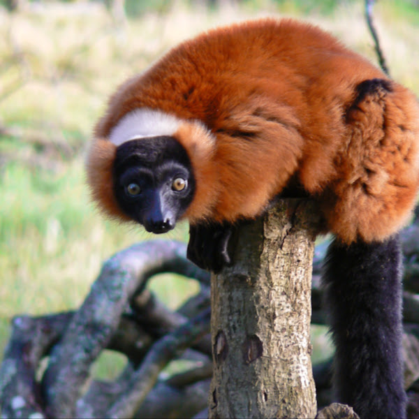 Red Ruffed Lemur | Project Noah